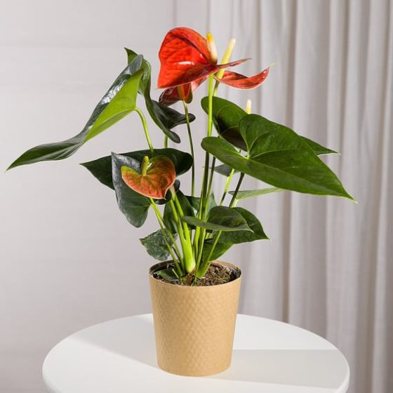 Coral Anthurium Plant – BeautifulBouquets.co.uk