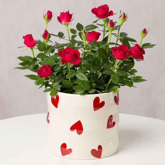 Red Rose Plant in Ceramic Pot – BeautifulBouquets.co.uk